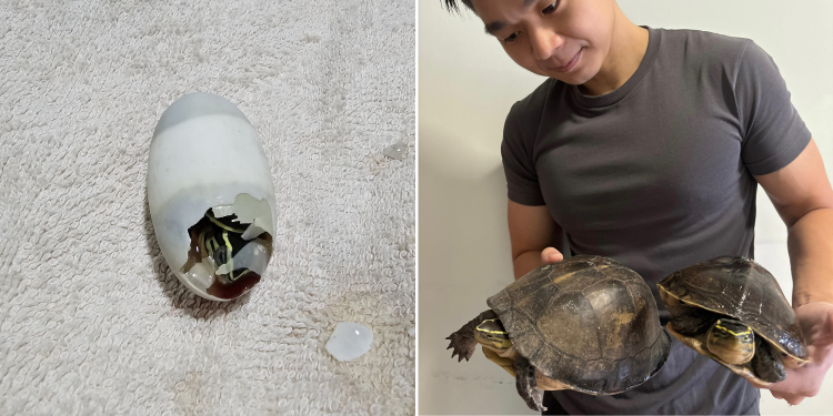 S’porean successfully breeds malayan box turtle in captivity after 12 years | Nestia