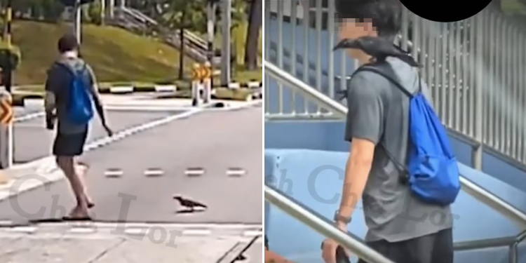 Crow follows man along crossing & perches on his shoulder, internet ...