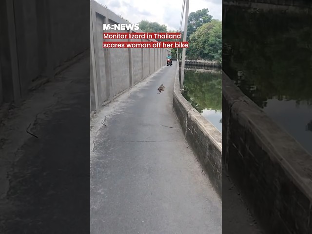 Monitor lizard in Thailand scares woman off her bike | Nestia