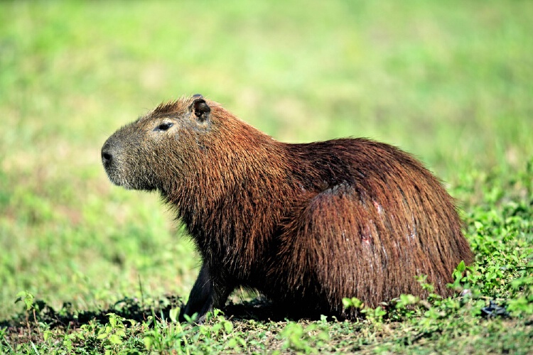 Hoo Zoo release video of Cinnamon the capybara two days after escape ...