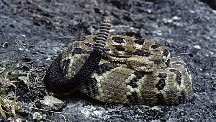 You have sniper vision if you can spot the snake in the gravel and ...