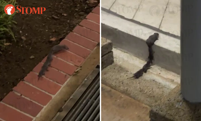 Rat takes 3 babies through 'obstacle course' in Sengkang HDB estate ...