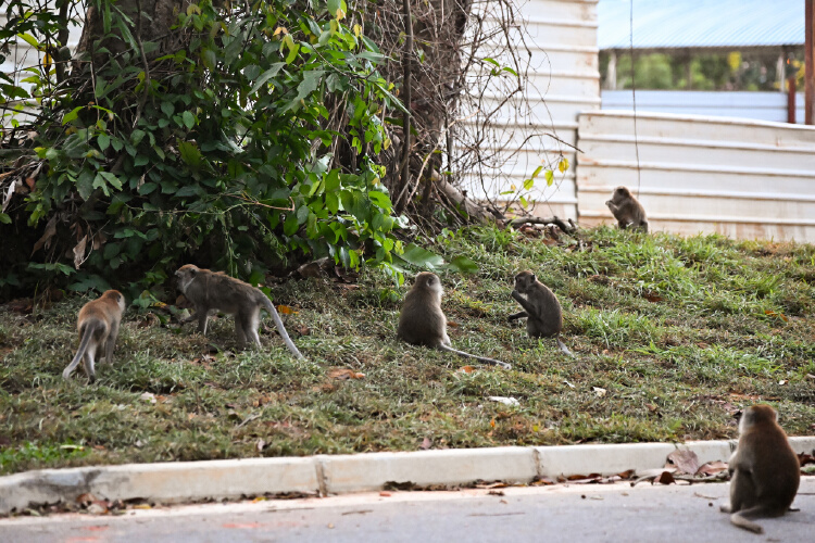 Monkey sightings worry new BTO residents in Punggol Northshore | Nestia