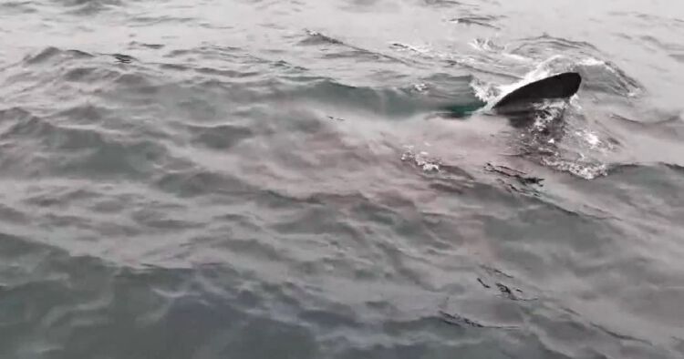 Incredible footage shows moment rogue giant shark spotted swimming off ...