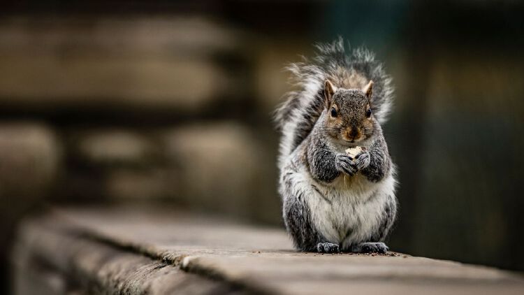 Rats and 'fire-starting squirrels' set to invade Britain's homes to ...