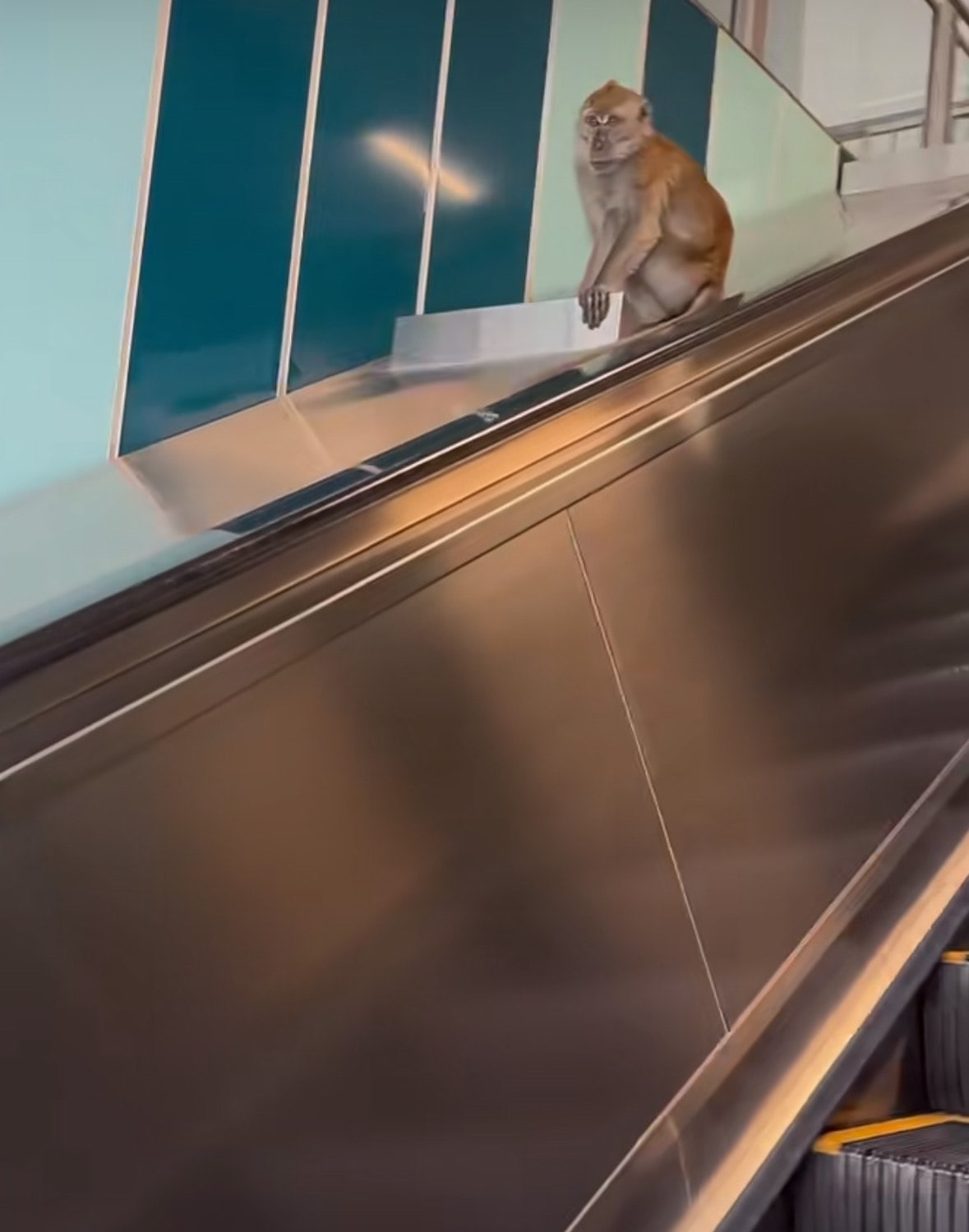 Monkey At King Albert Park MRT Seen Taking Escalator Like A Commuter To ...
