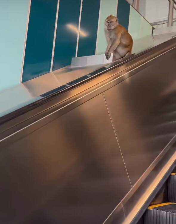 Monkey At King Albert Park MRT Seen Taking Escalator Like A Commuter To ...