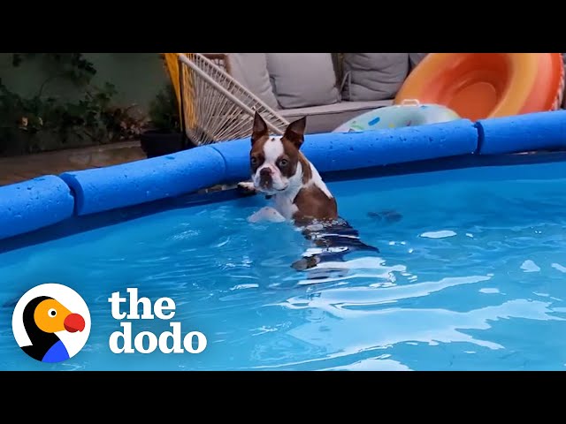 The Dodo Helps Puppy Conquer Her Fear Of Water | The Dodo | Nestia