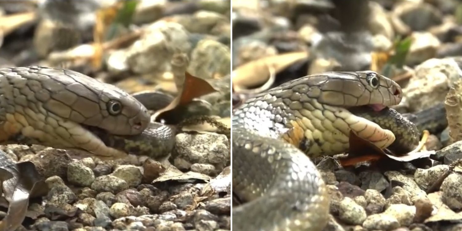 King cobra eats other snake whole at Sungei Buloh wetland reserve | Nestia