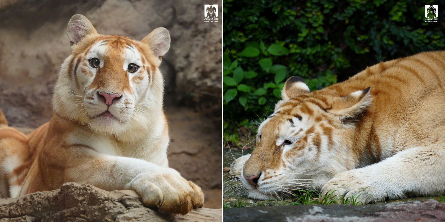 Tiger cub at Thai safari has netizens clamouring over its cute eyes ...