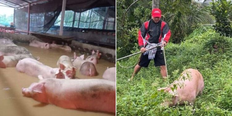Nearly 500 pigs at farm in Thailand risk drowning amid heavy flooding ...