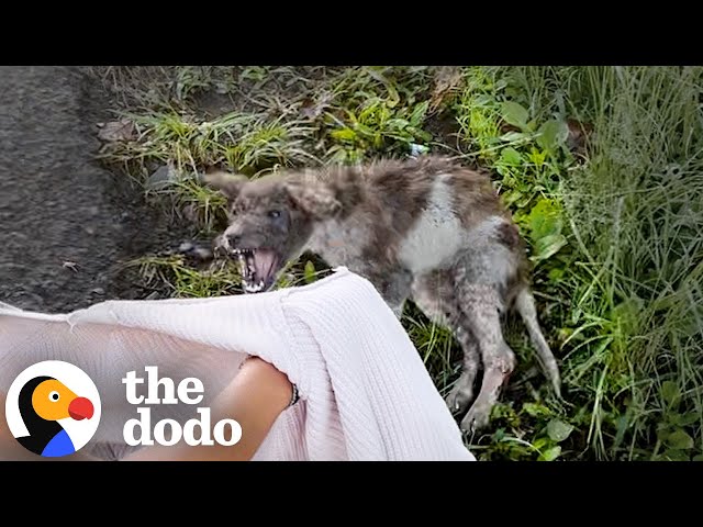 Stray Dog Who Snapped At His Rescuer Turns Into A Cuddle Bug | The Dodo ...