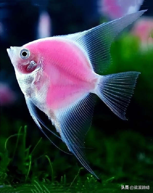 五彩斑斓、千姿百态的热带鱼（40） | Nestia