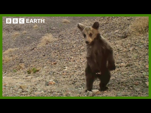 The World's Rarest Bear Cub | Asia | BBC Earth | Nestia