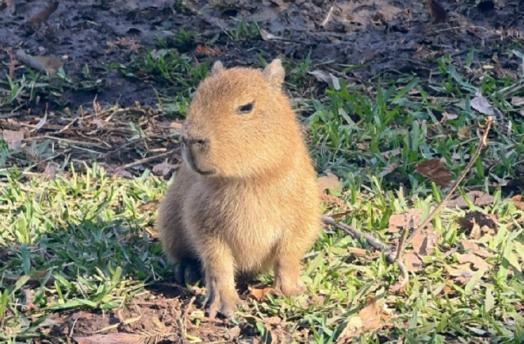 A baby capybara’s rise to fame is a perfect end to 2024 | Nestia