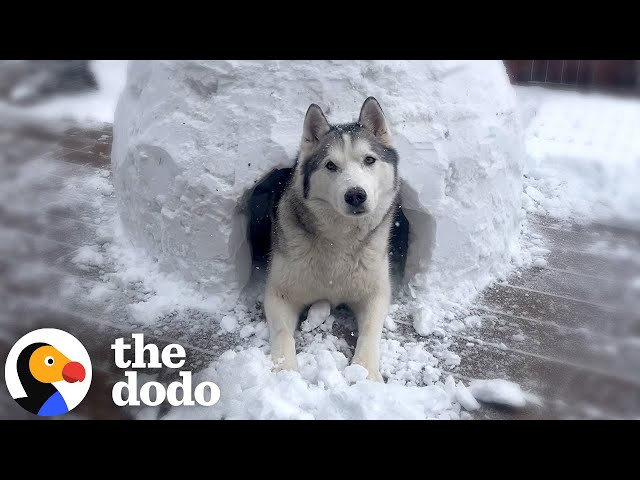 Couple Builds Igloo For Husky Who Can't Play In Snow | The Dodo | Nestia