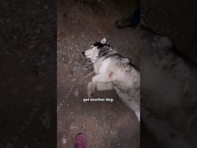 Husky Who Was Rescued From A Crowded Kennel Loves To Be Buried In Snow ...