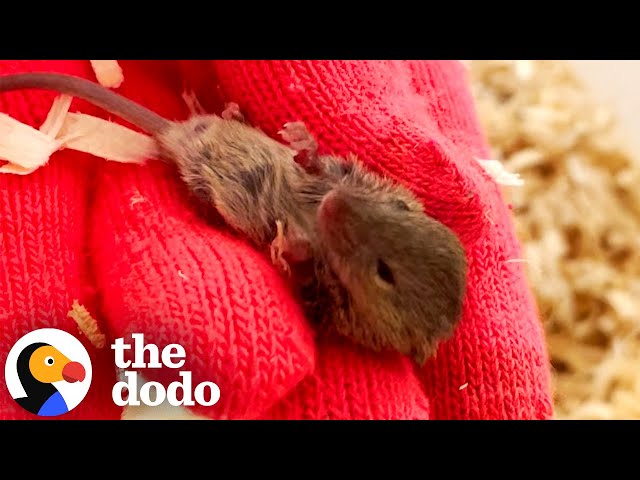 Couple Rescues A Tiny Mouse From The Grocery Store | The Dodo | Nestia