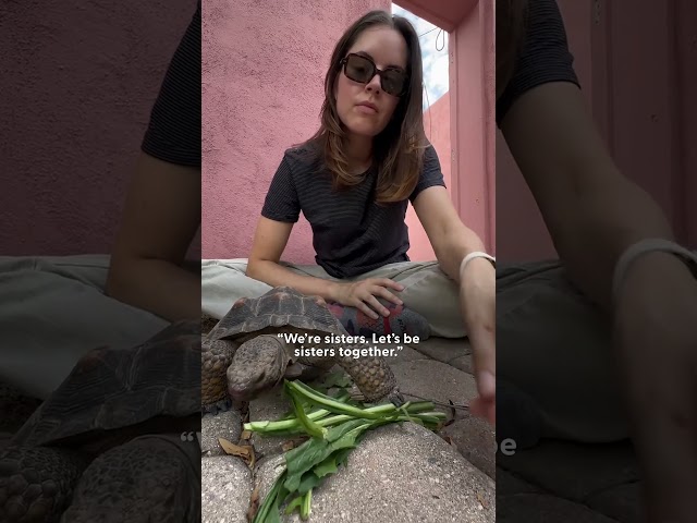 30-Year-Old Tortoise Guides Her Mom On Daily Walks | The Dodo | Nestia