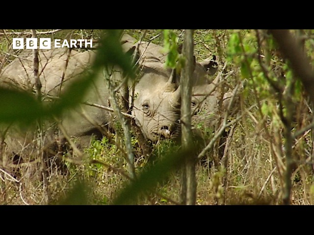 Black Rhino Family Spotted In The Wild | BBC Earth | Nestia