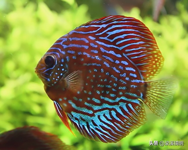 五彩斑斓、千姿百态的热带鱼（45） | Nestia