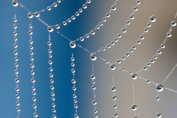 Little-known disease and animal bite signs and symptoms that show on ...