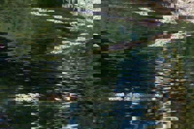 Croc sighting at Negri beach prompts public caution | Nestia