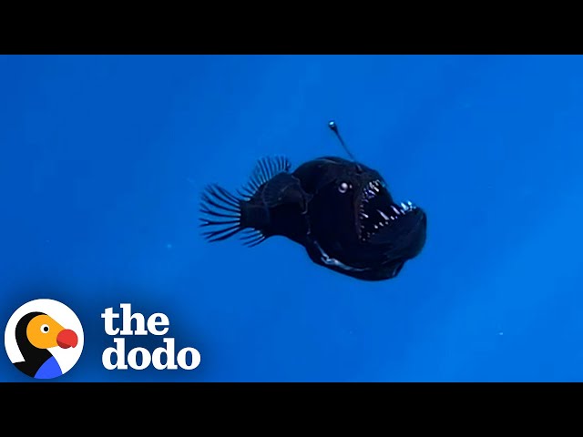 "Black Sea Monster" Spotted By A Human For The First Time Ever | The ...
