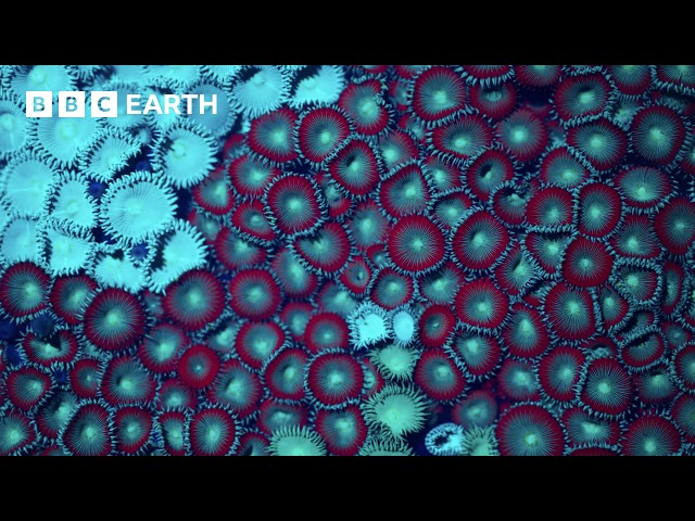 The Magical Pools of Mumbai | The Making of Asia | BBC Earth | Nestia