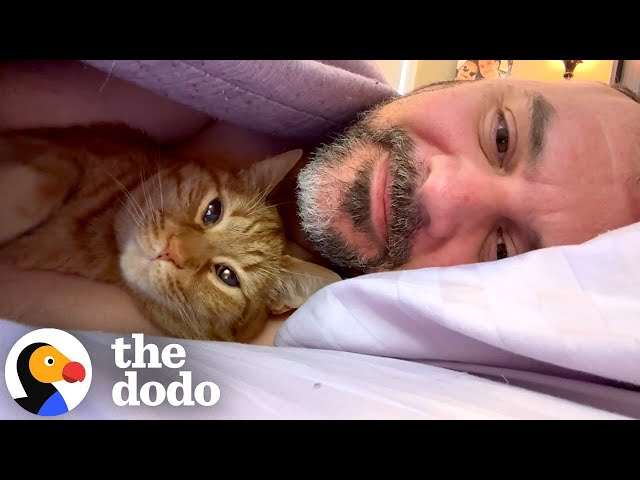 Velcro Cat is Obsessed With His Dad | The Dodo | Nestia
