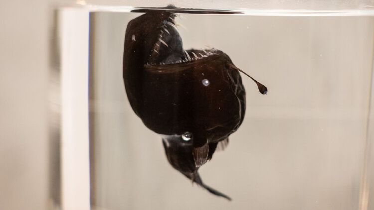 Heartbroken Gen Z are getting tattoos of the viral anglerfish for this reason | Nestia