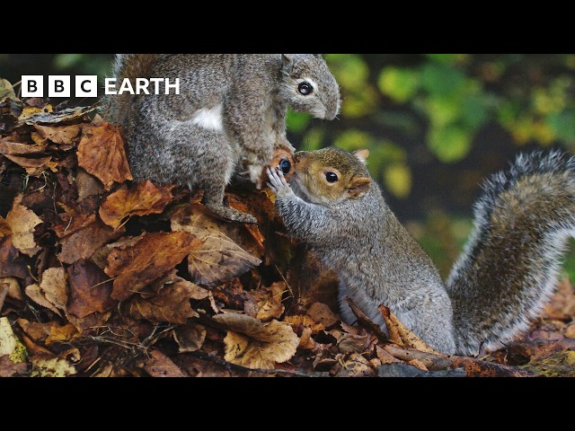 Sneaky Squirrels Steal Acorns | Spy In The Wild | 4K UHD | BBC Earth | Nestia