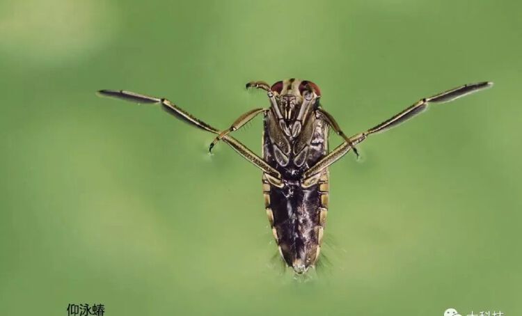 生活在平静水面下的隐藏“杀手” | Nestia