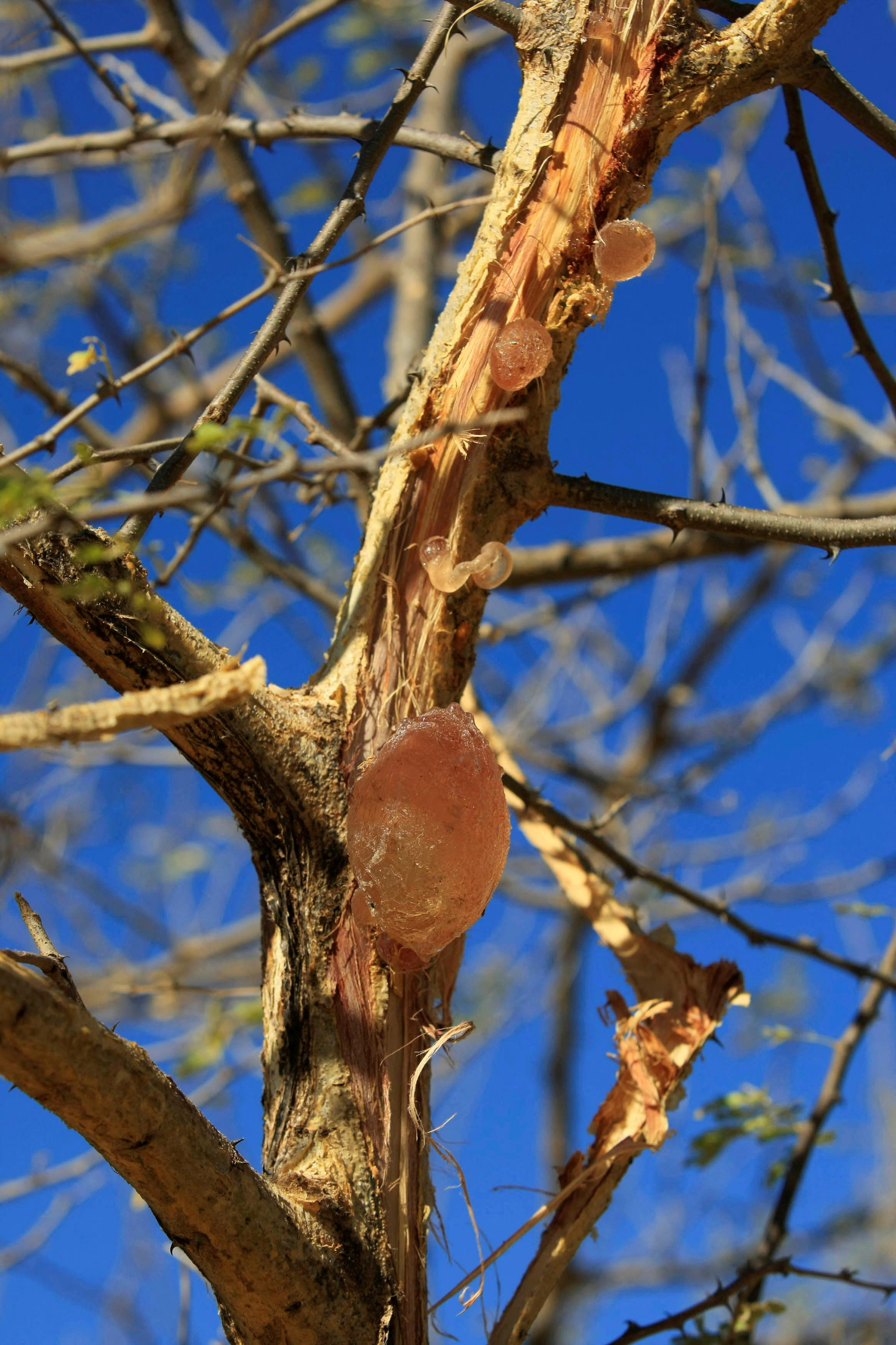 How a key ingredient in Coca-Cola, M&M's is smuggled from war-torn Sudan | Nestia