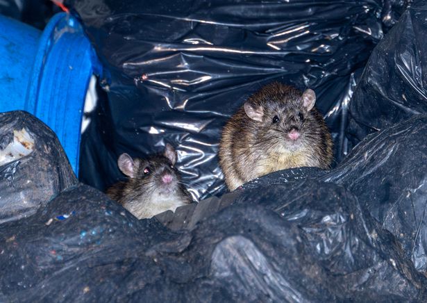 Shocking photos show giant rats 'as big as cats' running in rubbish ...