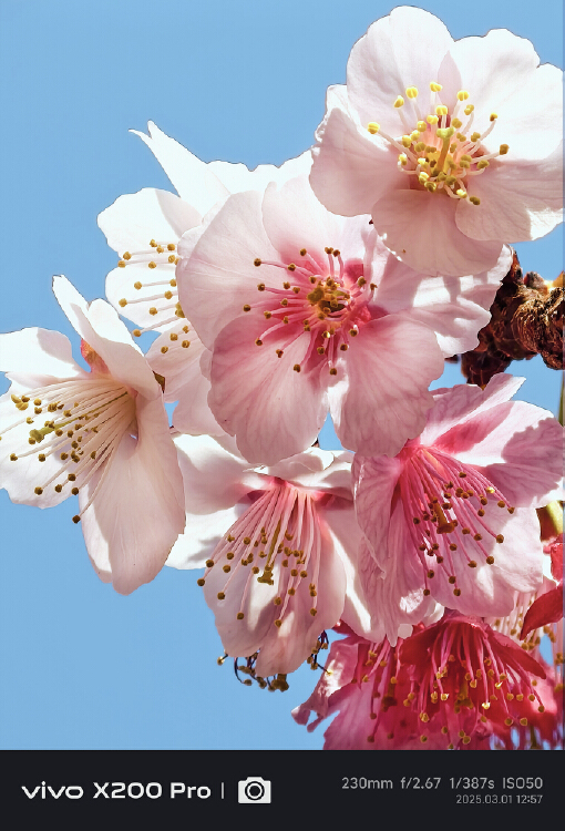 vivo X200 Pro样张图赏：春来无事，只为花忙 | Nestia