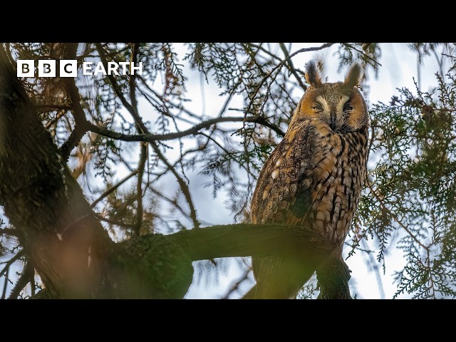 Photographing the Beautiful Birds of Europe | Framed In Nature | BBC Earth | Nestia