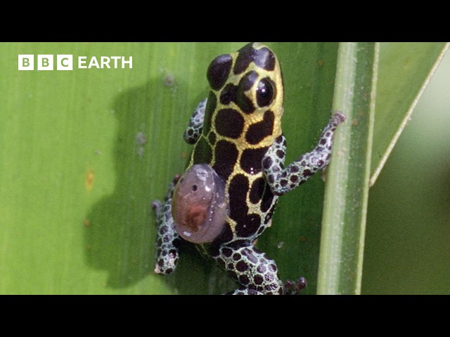 Incredible Poison Arrow Frog Raises Tadpoles in the Treetops | BBC ...
