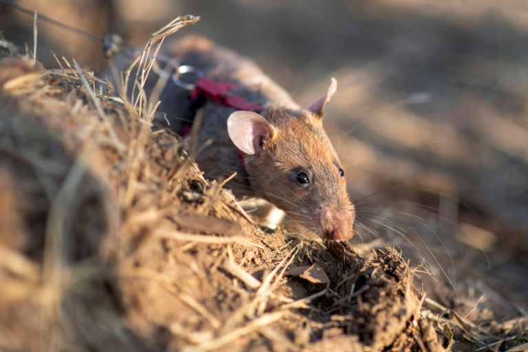 Rat earns world record for sniffing landmines in Cambodia | Nestia