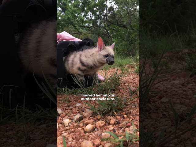 Tiny Aardwolf Cub Thanked Rescuer After Being Released Into Wild | The ...