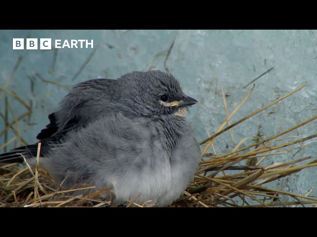 Rare Footage of Glacier Finches Nesting in a World of Ice | BBC Earth | Nestia
