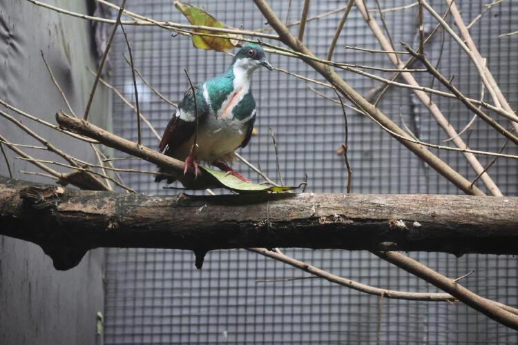 What Singapore’s breeding programmes mean for conservation of South ...