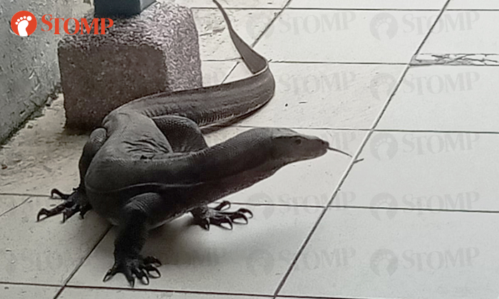 Man thrilled to see 'such a big monitor lizard' for the first time in ...