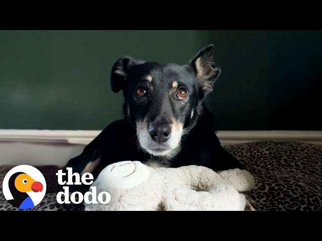 Terrified Rescue Dog Reunites With His Real Mom Years Later | The Dodo ...