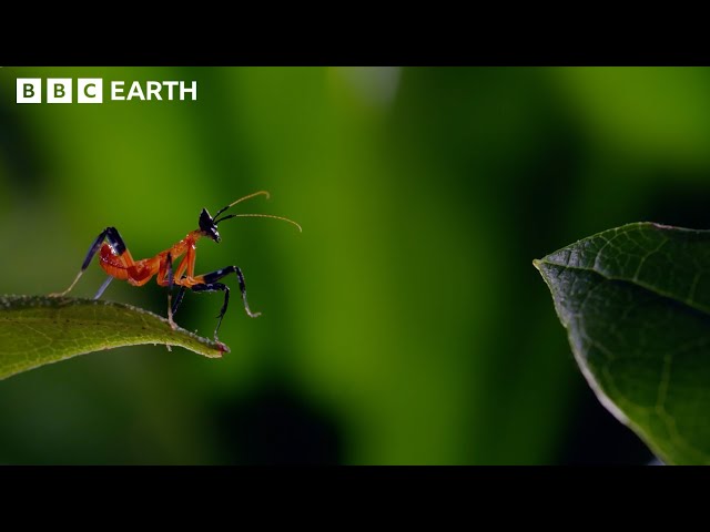 Iconic Moments From Sir David Attenborough | BBC Earth | Nestia