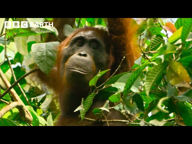 99 Iconic Moments From Sir David Attenborough | BBC Earth | Nestia