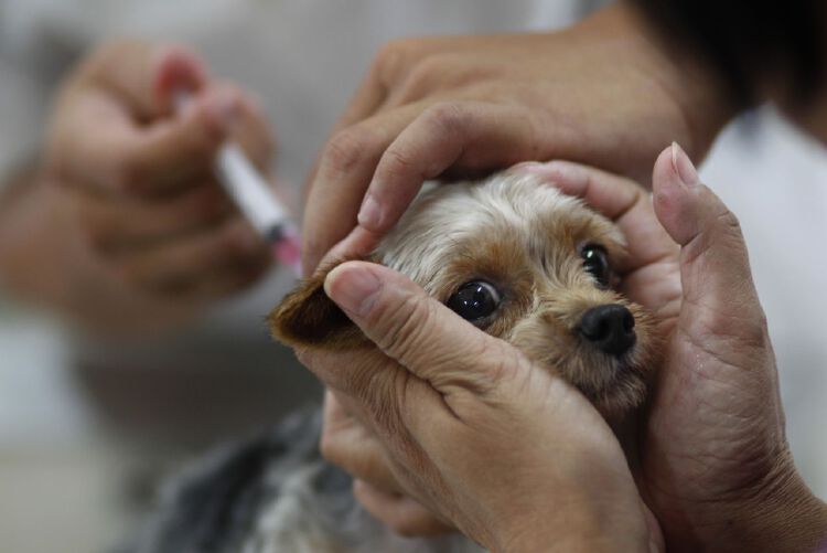 First human rabies case reported in Sarawak for 2025 after 13yo boy ...