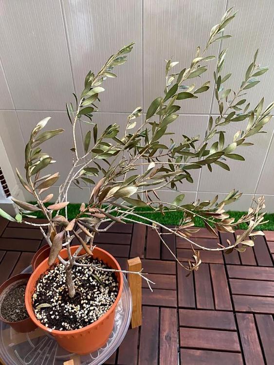 Root Awakening: Lizard will not harm plant | Nestia