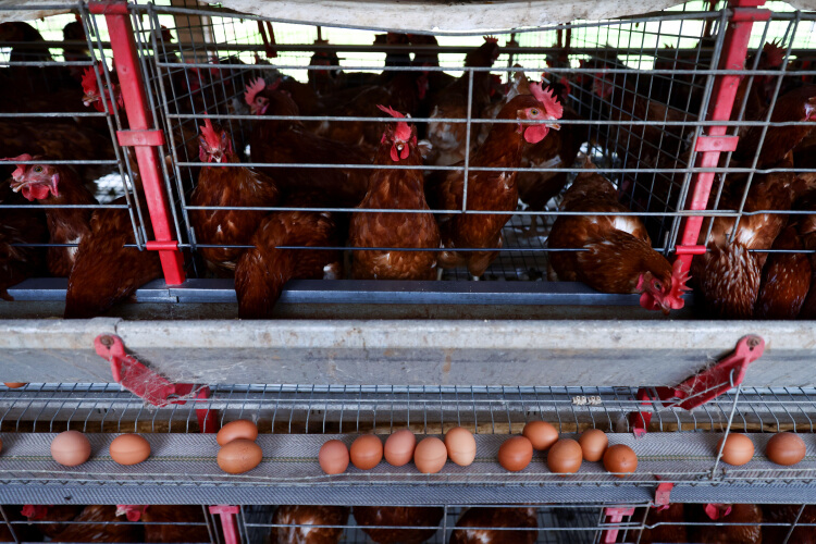China bans all poultry imports from Brazil on bird flu case | Nestia