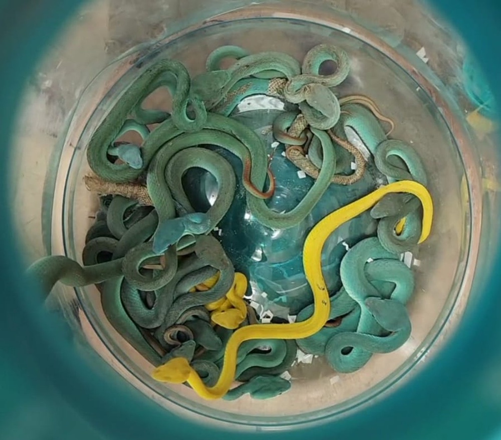 Indian smuggler caught at airport with 52 live venomous snakes and ...